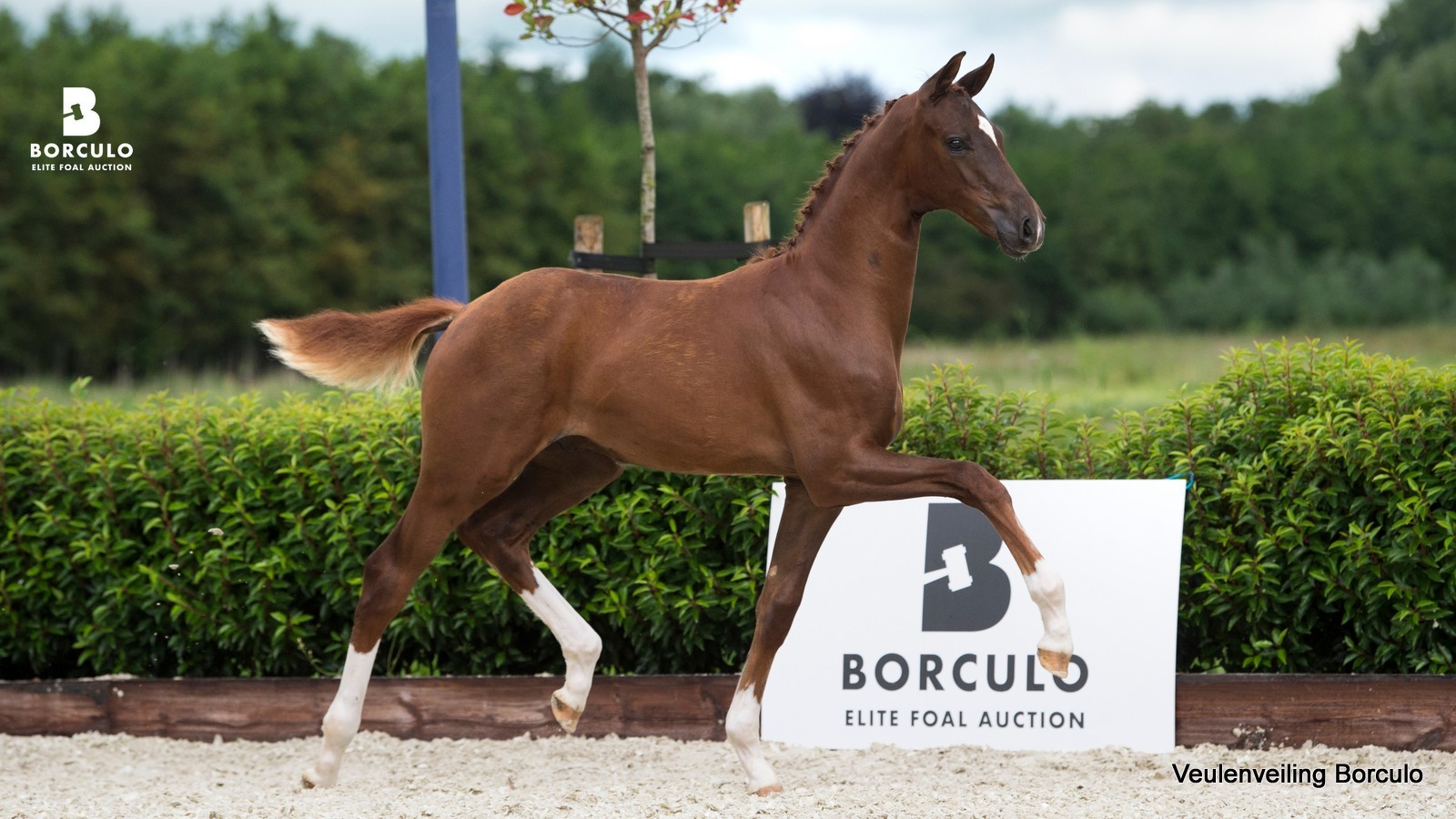 Veulenveiling Borculo: goede prijzen voor dressuurveulens - Stegen.net