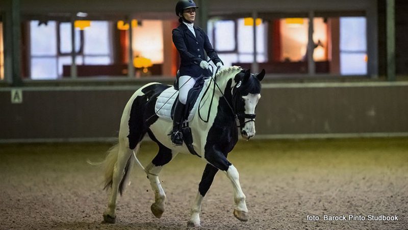 Barock Pinto Studbook viert jubileum in Assen - Stegen.net