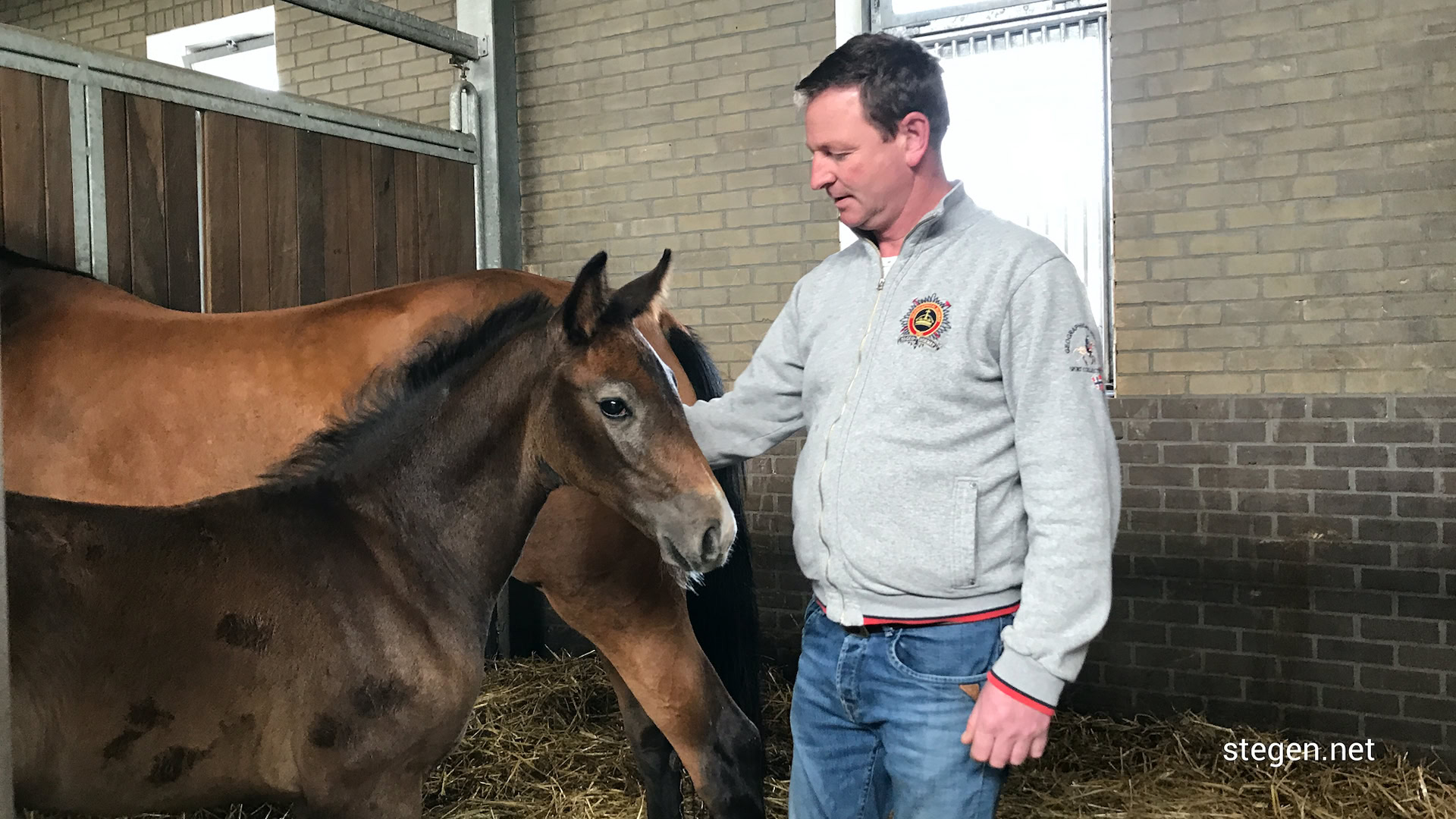 Schnaps van Reinie Tewis kam­pioen op hengsten­keuring KWPN - Stegen.net